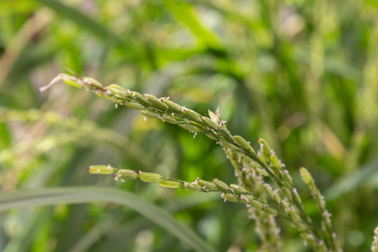 Rice plants observed trapping and killing fall armyworm caterpillars