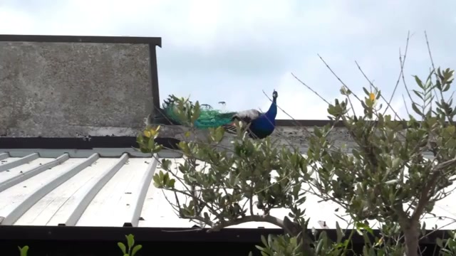 More than 100 peacocks invade town as locals 'held hostage' by birds