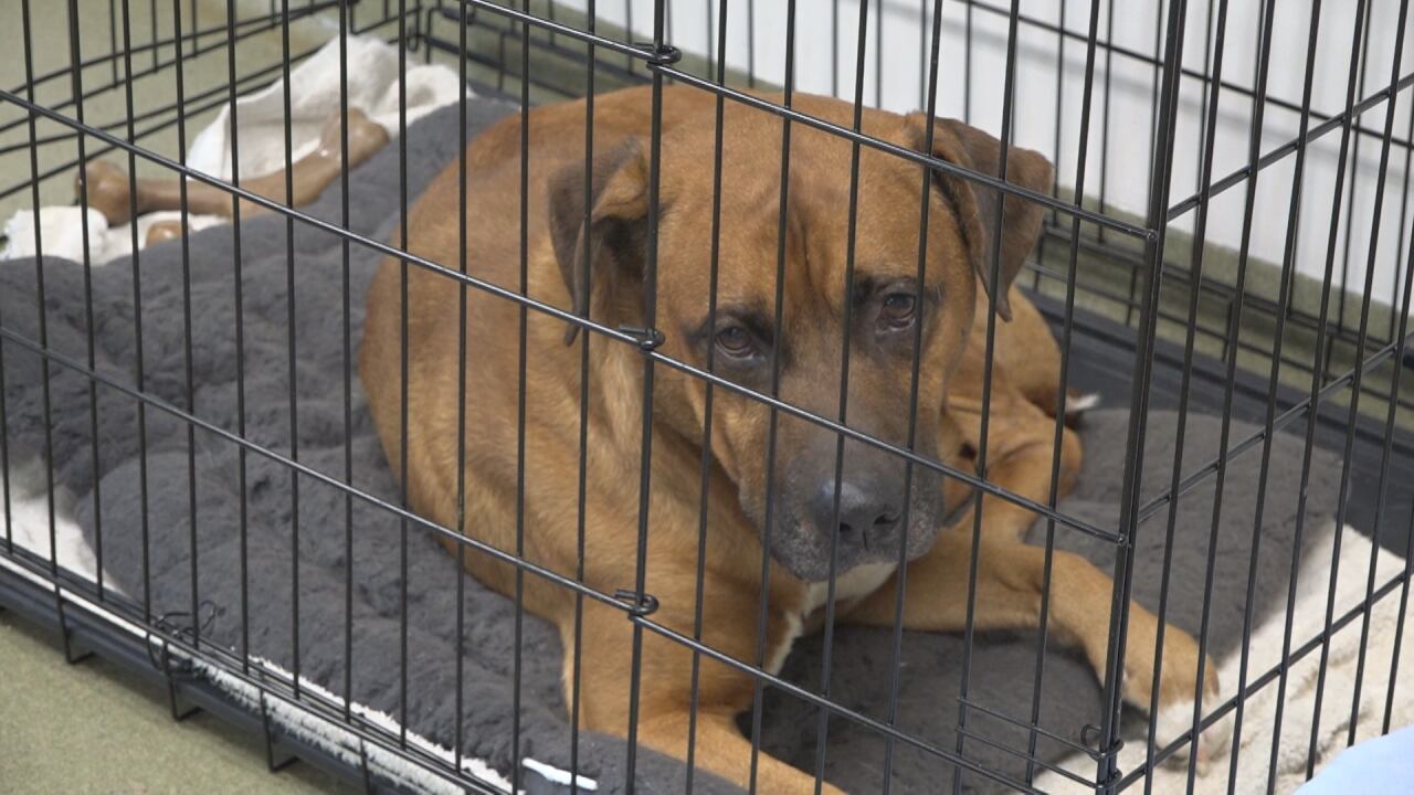 Rockingham Harrisonburg SPCA hosting "Every Dog Deserves a Dad ...