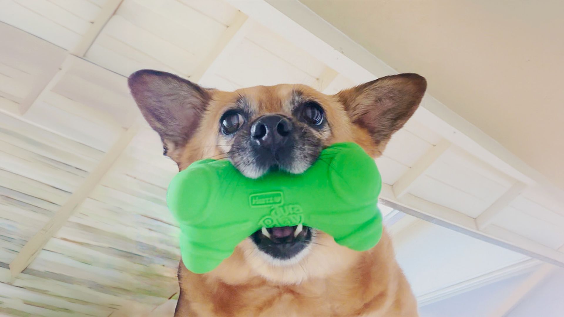 Little dog makes her mom buy a new toy every day