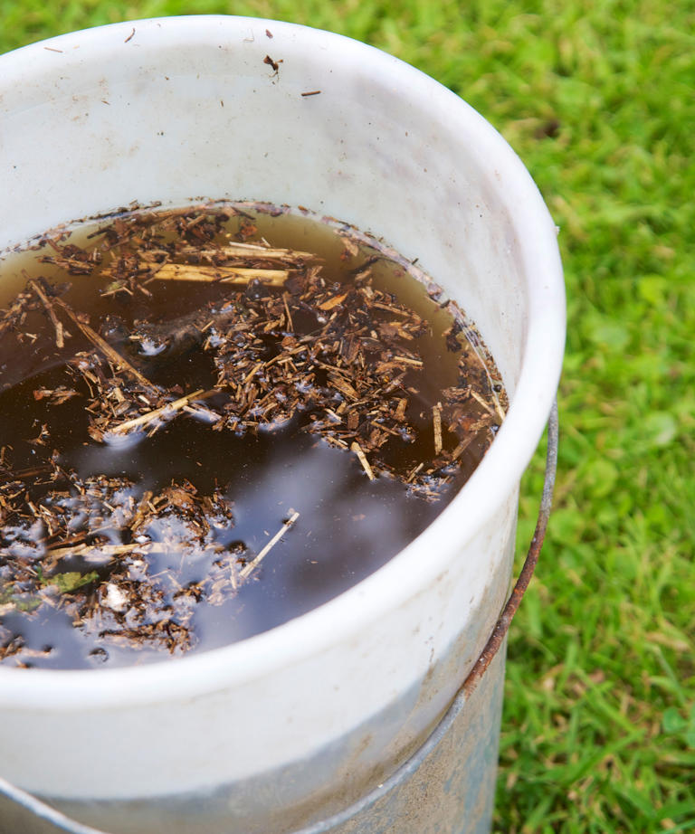 How to make compost tea for a fast-acting organic fertilizer that gives ...