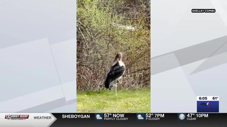Manitowoc woman recalls sighting rare African stork after multiple ...