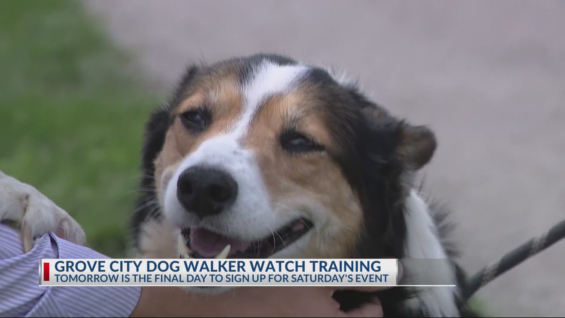 Grove City dog walker watch training