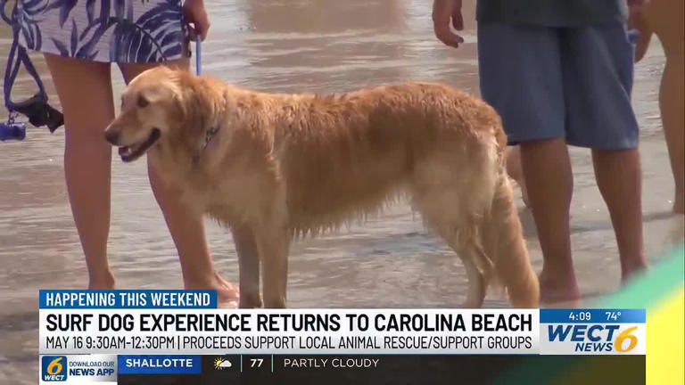 Interview: Annual Surf Dog Experience brings canine surfers to Carolina ...