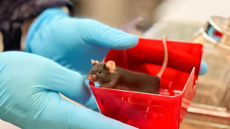Researchers successfully treat hereditary epilepsy in a mouse model
