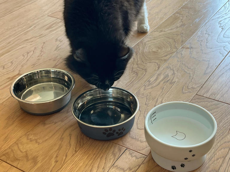 The best cat water bowls