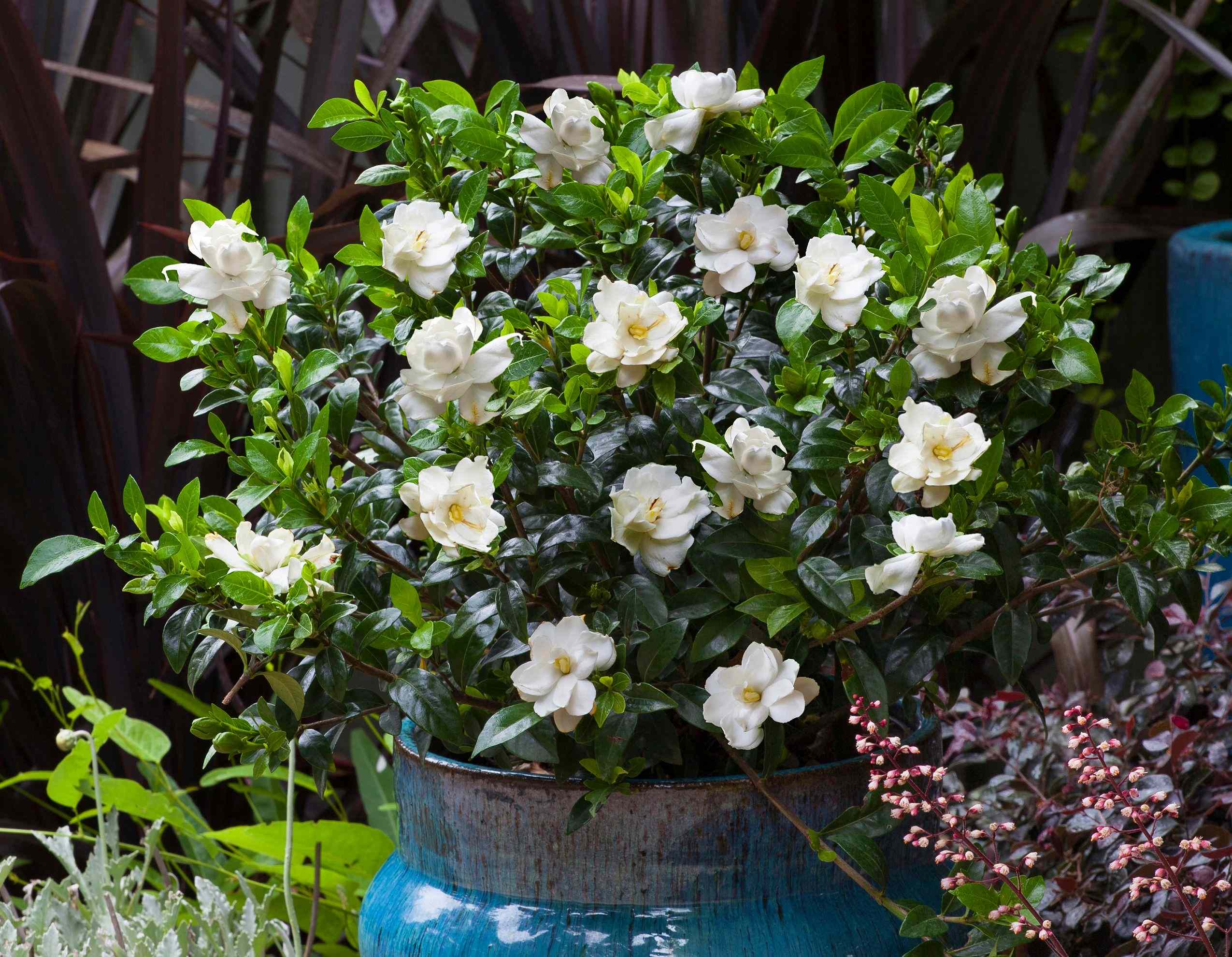 This no-prune gardenia is perfect for small spaces and containers