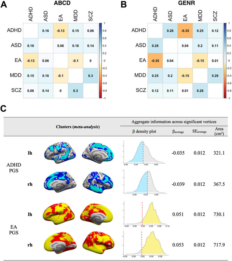 Genetic risk of schizophrenia manifests in early adolescence, study shows