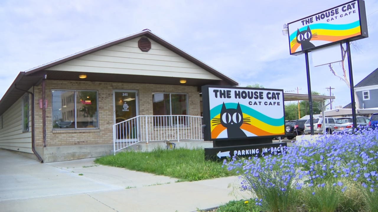 New cat cafe brings coffee, art and cat adoptions to Ogden