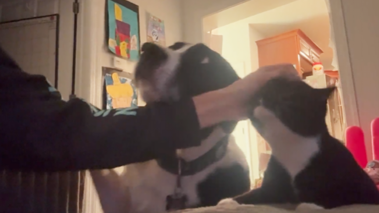 Cat and dog compete for attention from owner