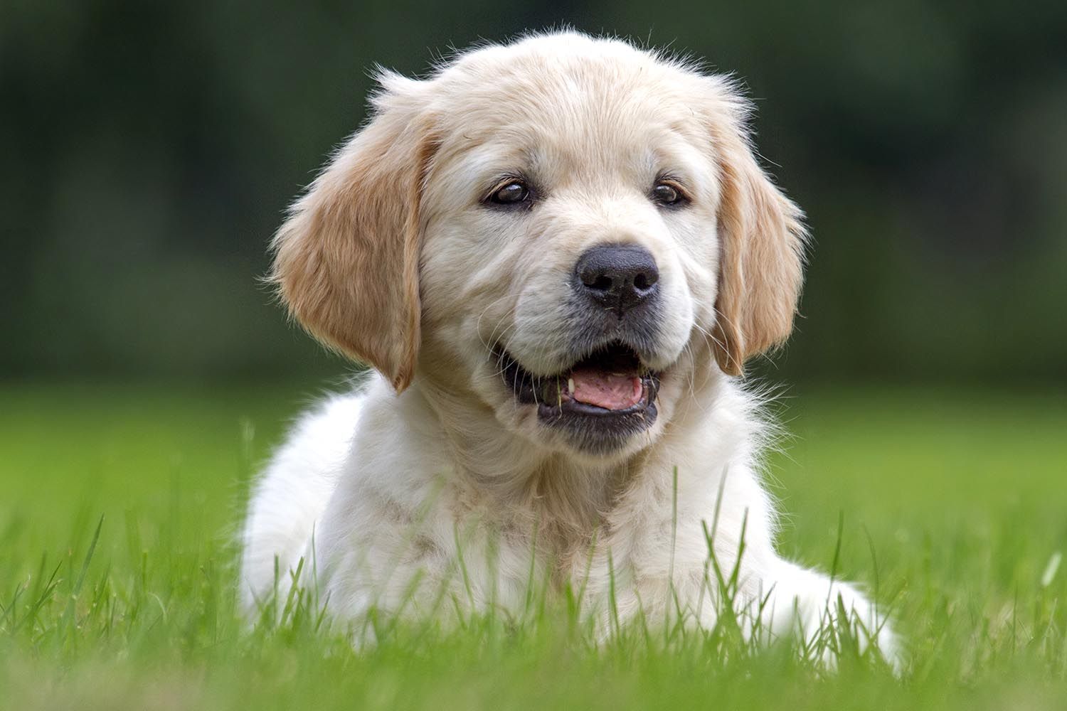 Final US state officially passes law making animal torture a felony on ...