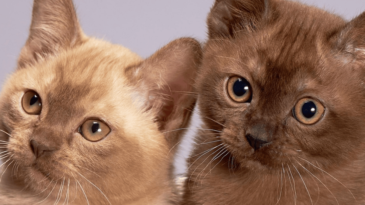 9 signs of lonely cat syndrome and how to avoid it, according to feline ...