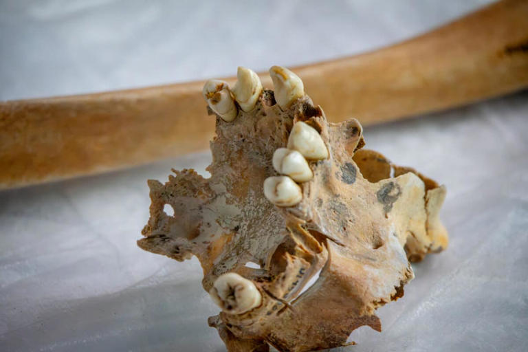 A man’s bones kept washing up on the beach for decades. Investigators ...