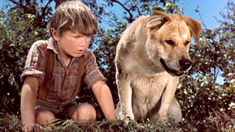 Reasons why ‘Good Boy’ is a masterpiece for all Hachi and ‘Old Yeller’ fans