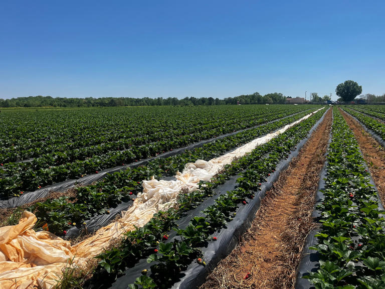 Local farmers can apply for SC Helene aid