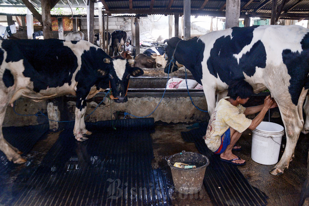 Grup Djarum masuk bisnis sapi perah, lepas dari ketergantungan rokok?