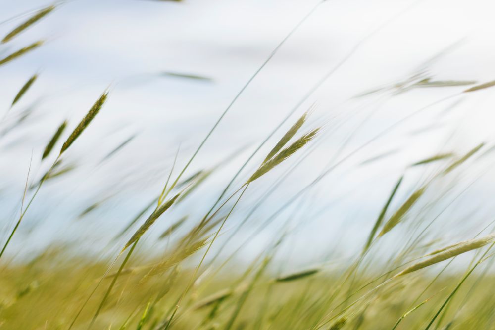 High winds blow into Saskatchewan, causing dust storms, power outages