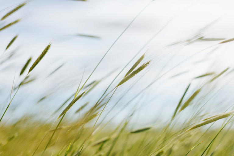 Winds up to 110 km/h forecast for Regina, Saskatoon: Environment Canada