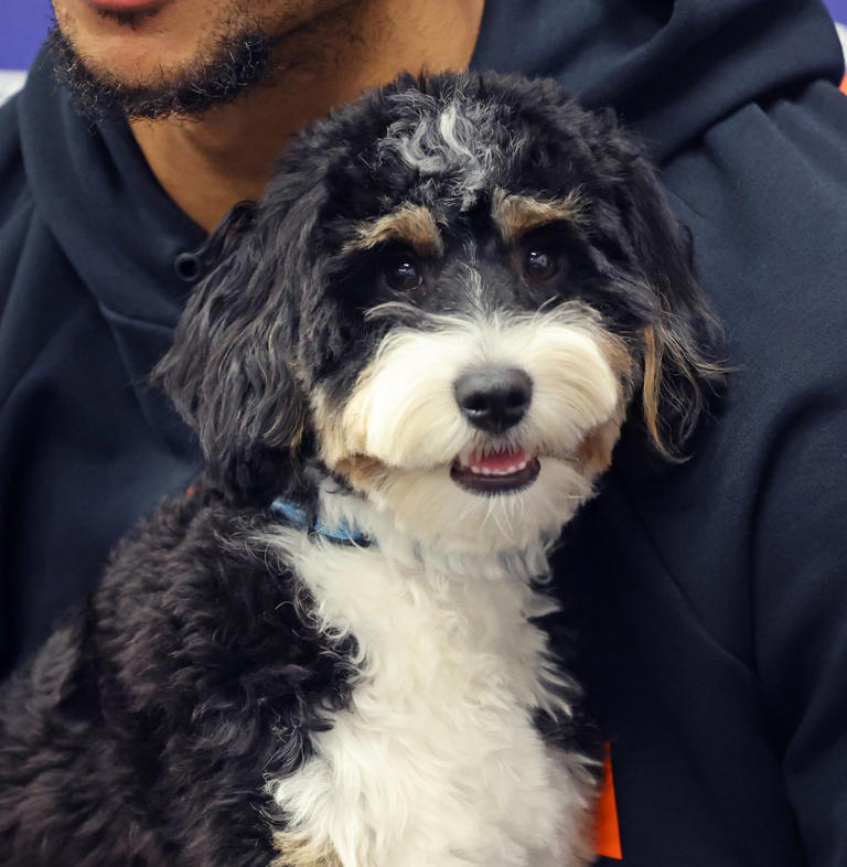 Why Josh Hart brought a dog to practice with Knicks playoffs on hold ...