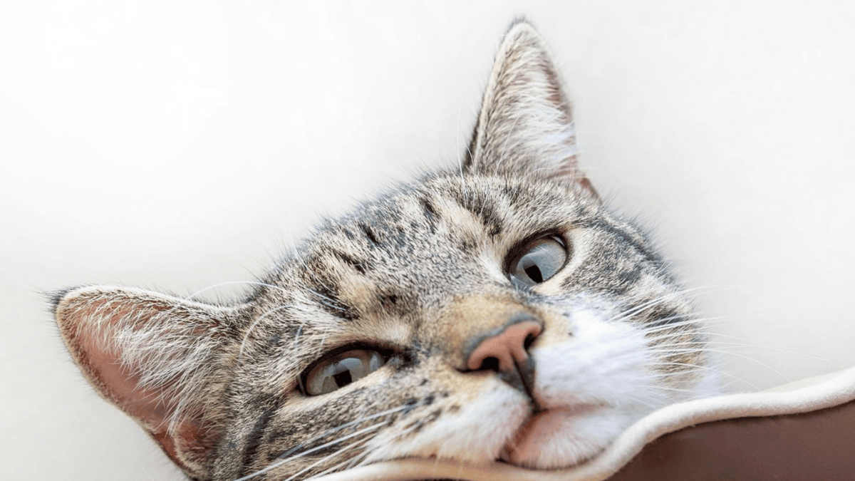 9 signs of lonely cat syndrome and how to avoid it, according to feline ...