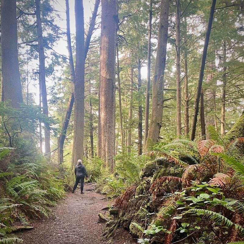This 5.2 mile Oregon hike takes you through old growth forest to a ...