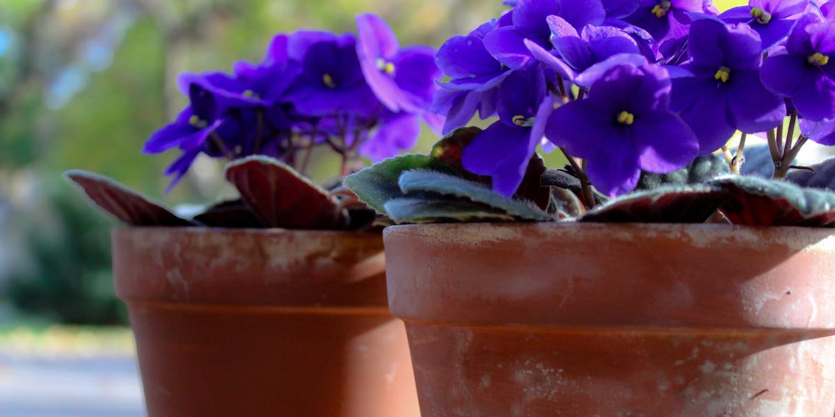 How to keep your African violets blooming all year, according to ...