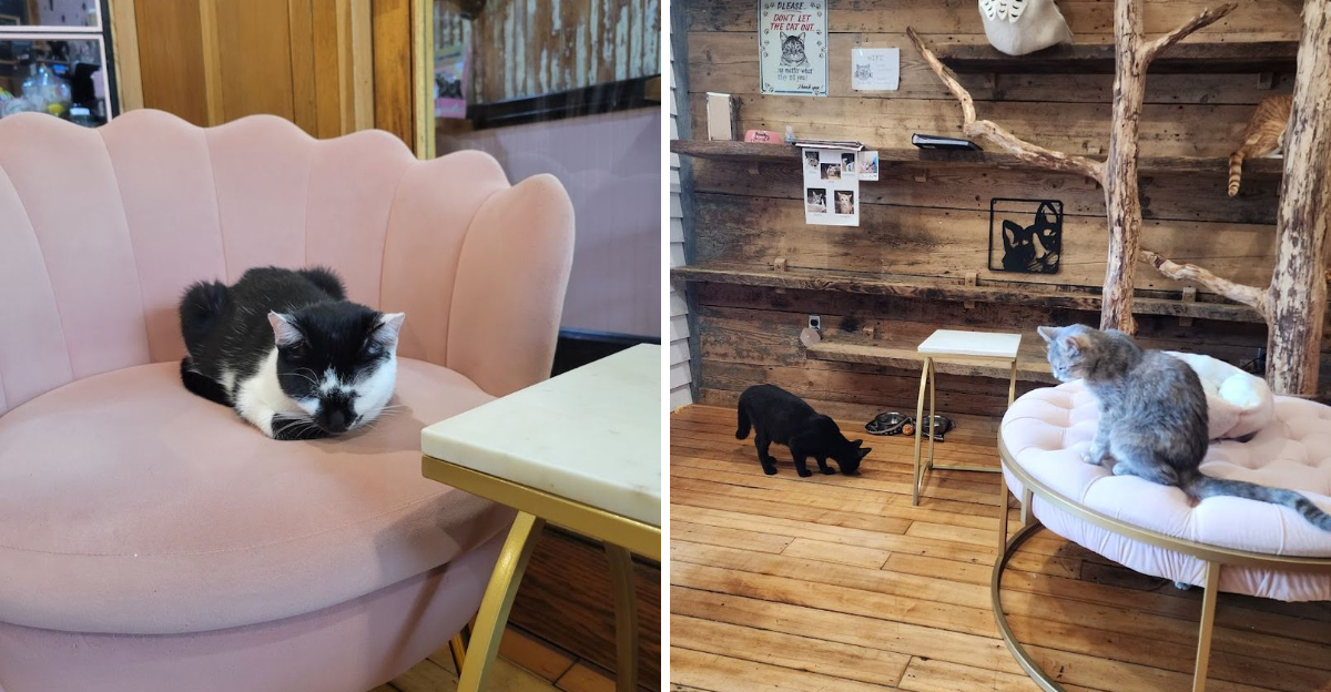 This cozy hideaway in New Hampshire serves coffee with a side of cats