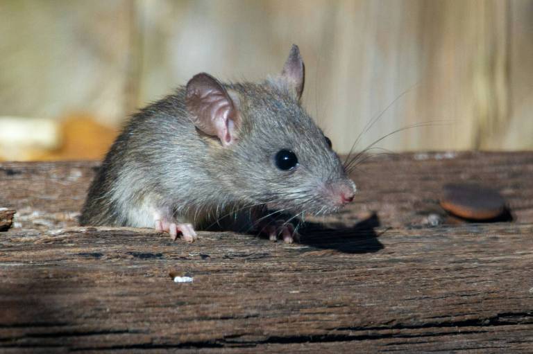 SnoCo health officials: Hantavirus risk 'extremely low' to general public