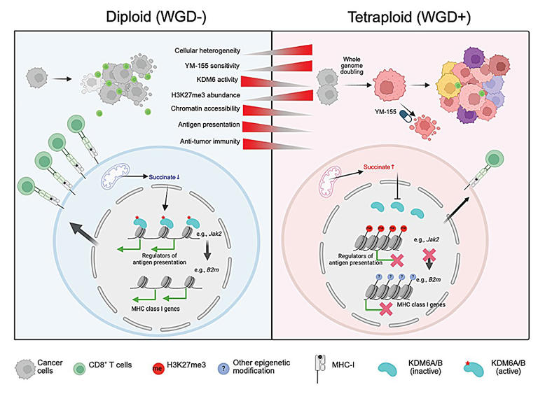 Breast cancer cells with doubled genomes may dodge immunotherapy by ...