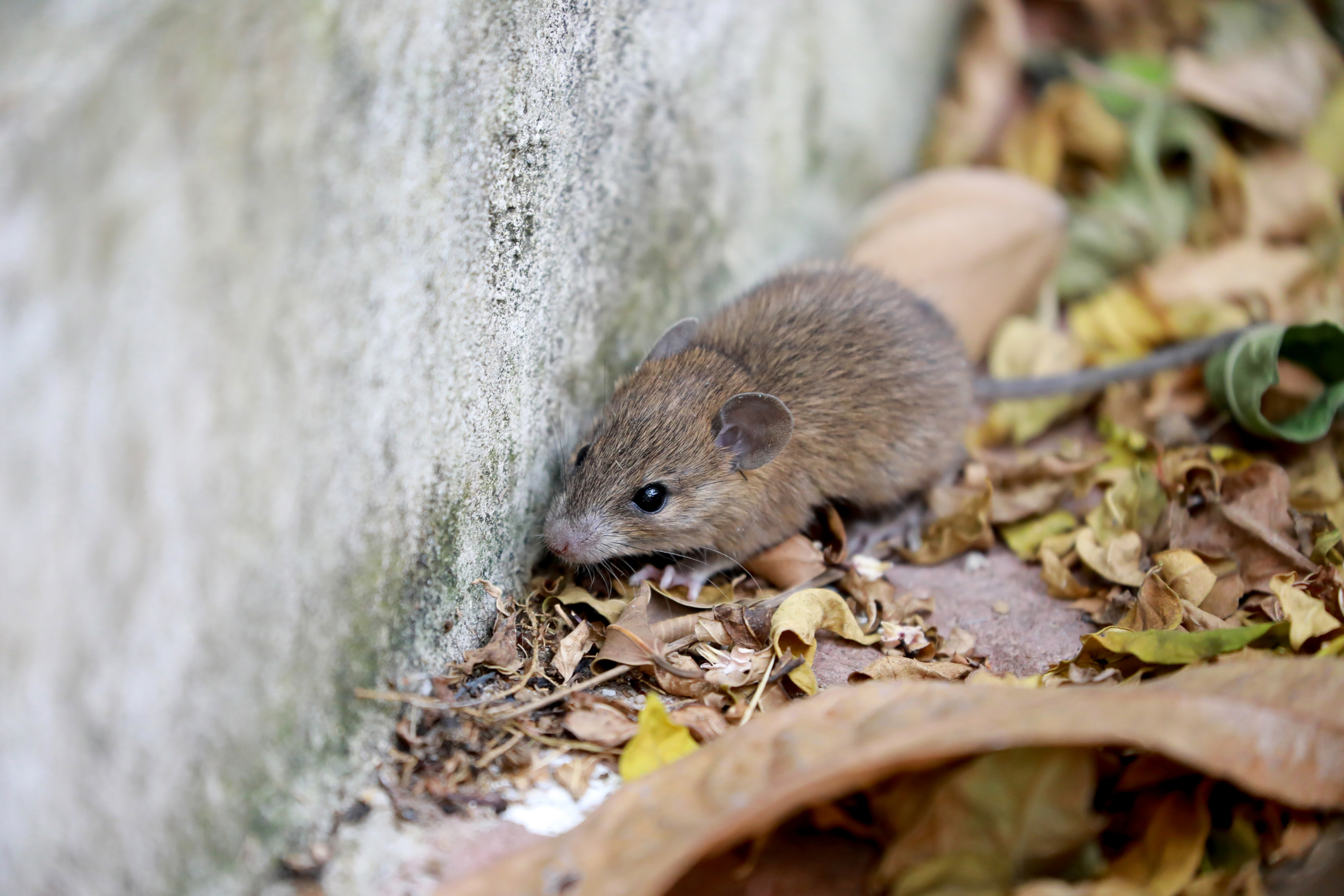 Hantavirus threat may grow after one concerning shift, experts warn
