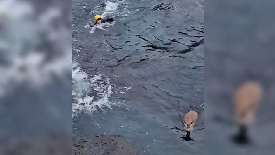 Video shows Point Lobos stranded doe rescue; animal later dies, State ...