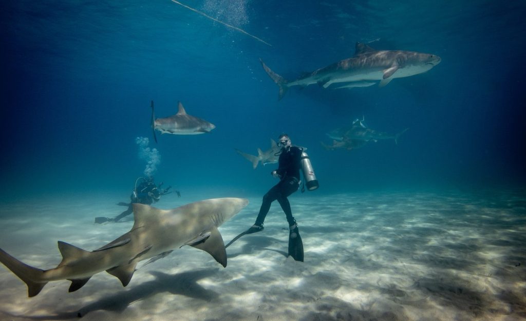 Why killer whales almost never attack humans