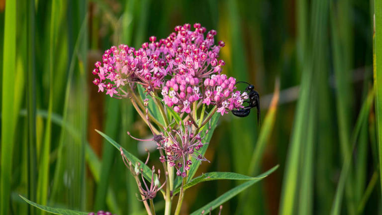 7 easiest native plants to grow to attract birds, bees and butterflies