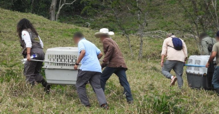 Profepa libera 30 monos aulladores en reserva de Veracruz