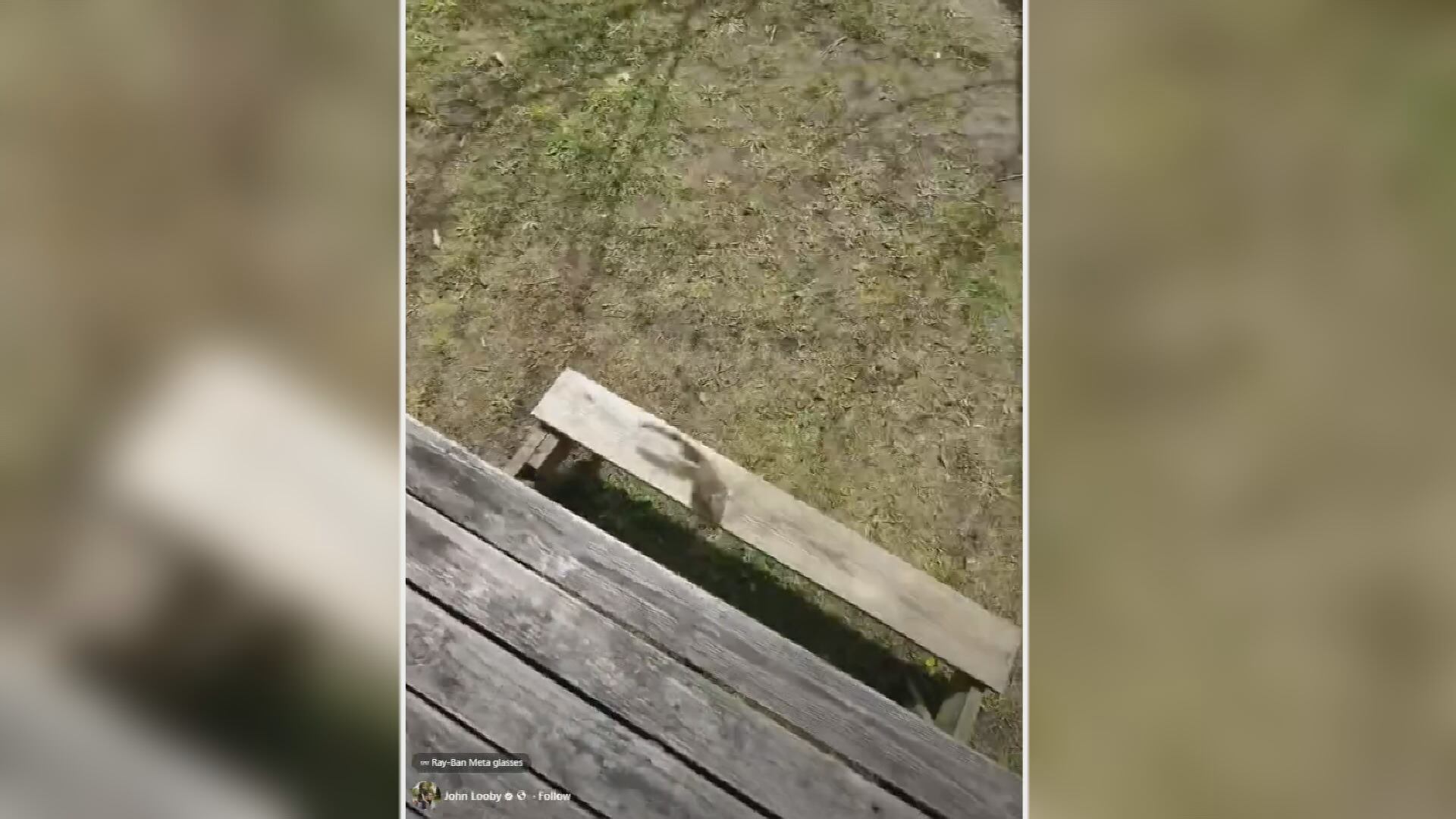 Squirrel chases park visitors in viral video
