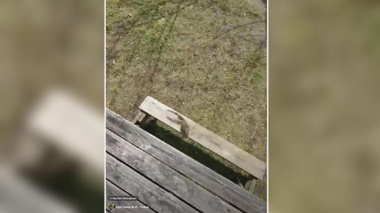 Squirrel chases park visitors in viral video