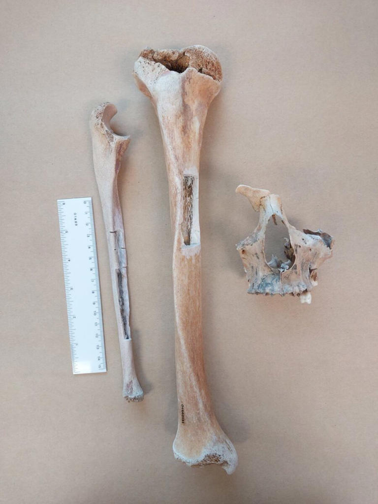 A man’s bones kept washing up on the beach for decades. Investigators ...