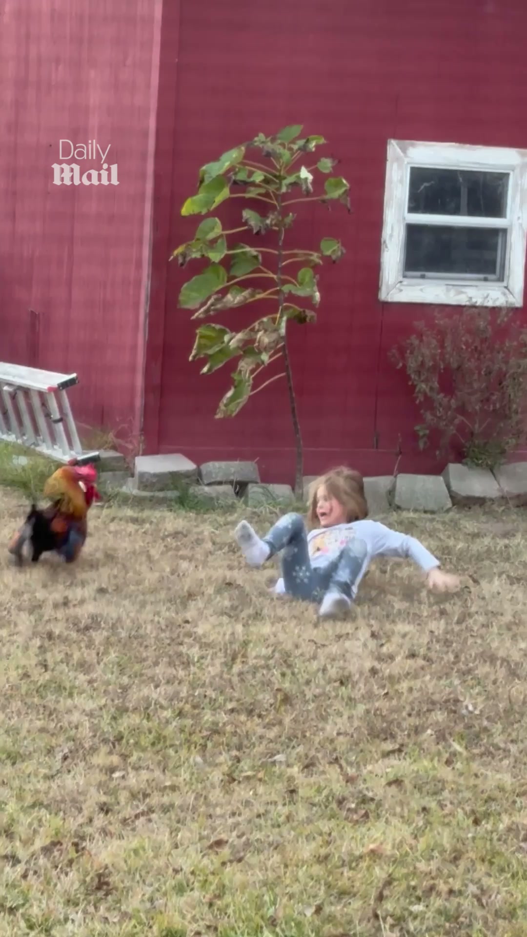 Little girl learns quick lesson after bothering rooster