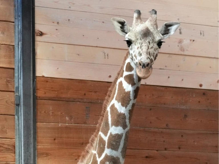 New giraffe joins the Detroit Zoo