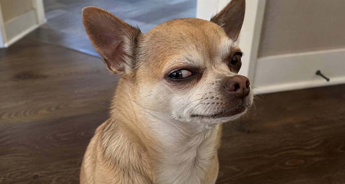 11 things you do that your dog probably hates