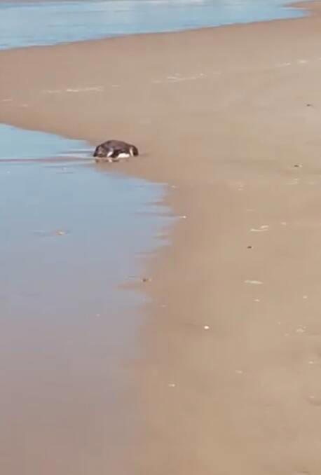 Beach jogger stops cold when she sees an endangered bird facedown in ...