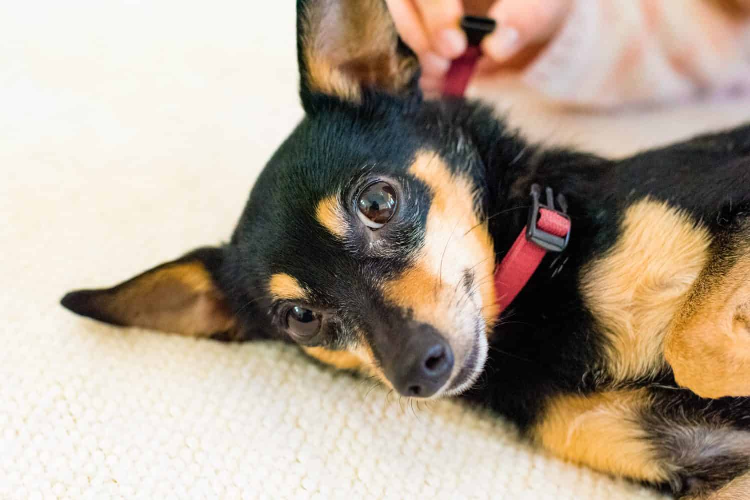 11 things you do that your dog probably hates