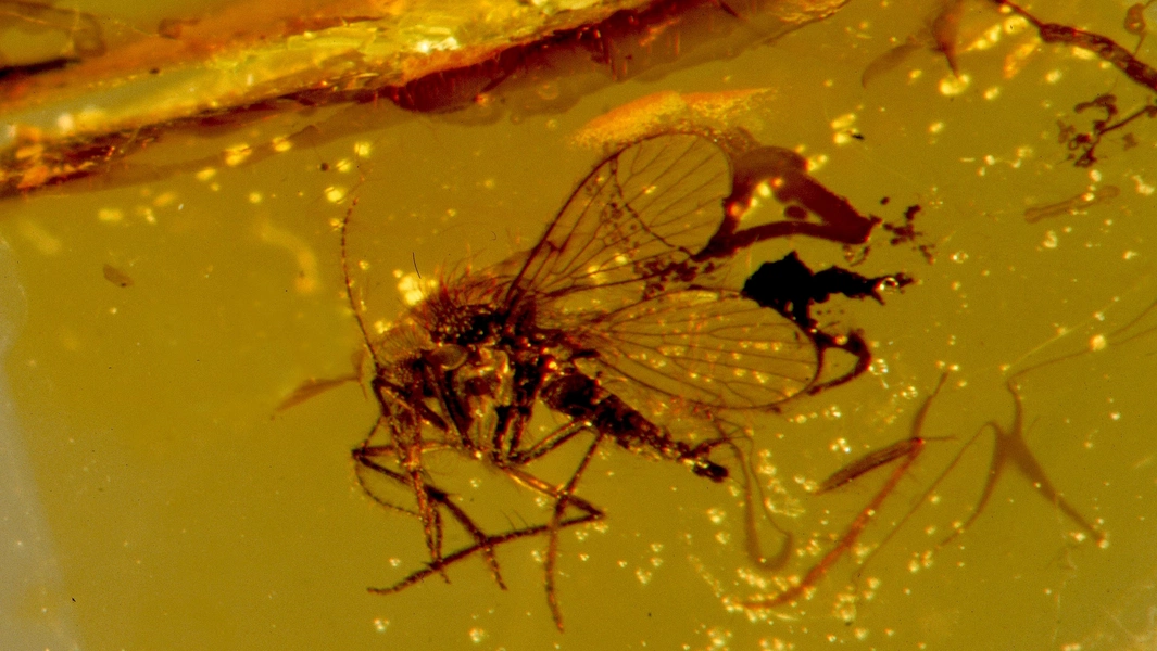Amber fossils reveal ancient firefly glow and oldest mosquito