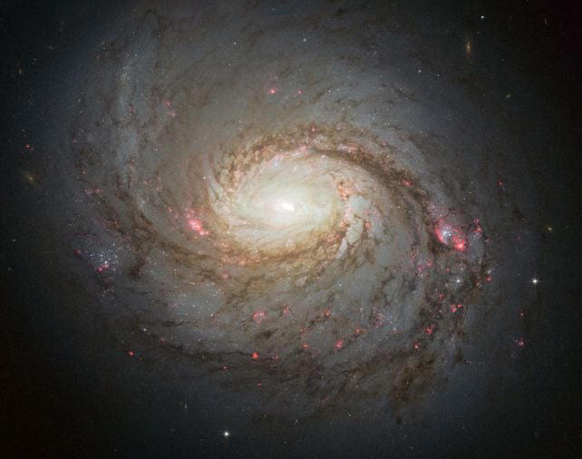 JWST reveals a hidden structure in the heart of the Squid Galaxy
