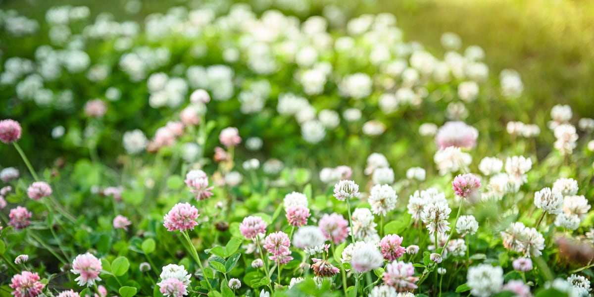 Clover lawns are taking over this summer—here’s what you need to know ...