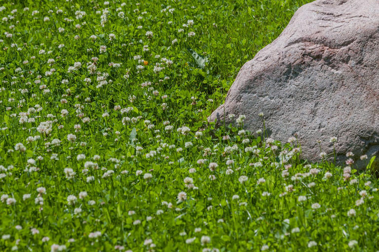 Clover lawns are taking over this summer—here’s what you need to know ...