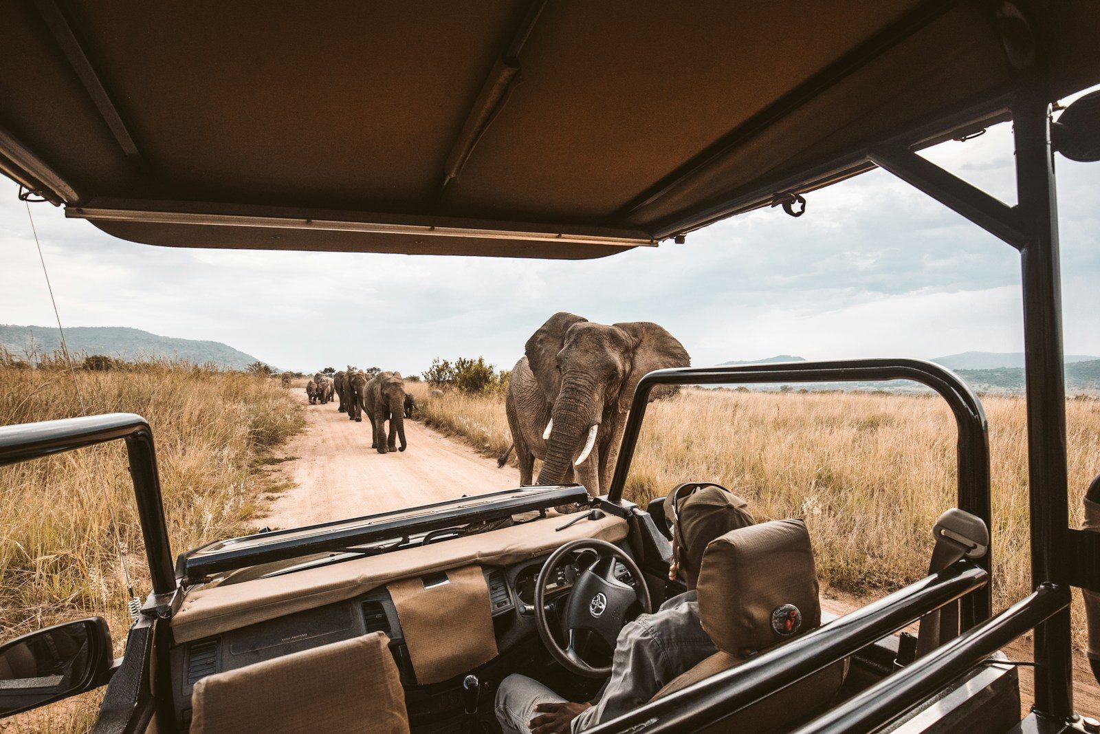 Why wildlife safaris are becoming the top outdoor travel trend of 2026