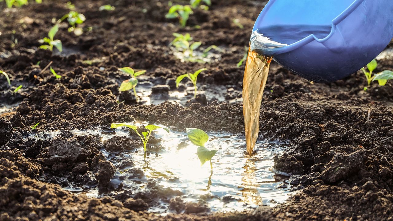 How to make compost tea for a fast-acting organic fertilizer that gives ...