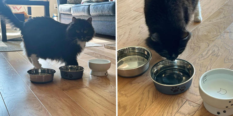 The best cat water bowls
