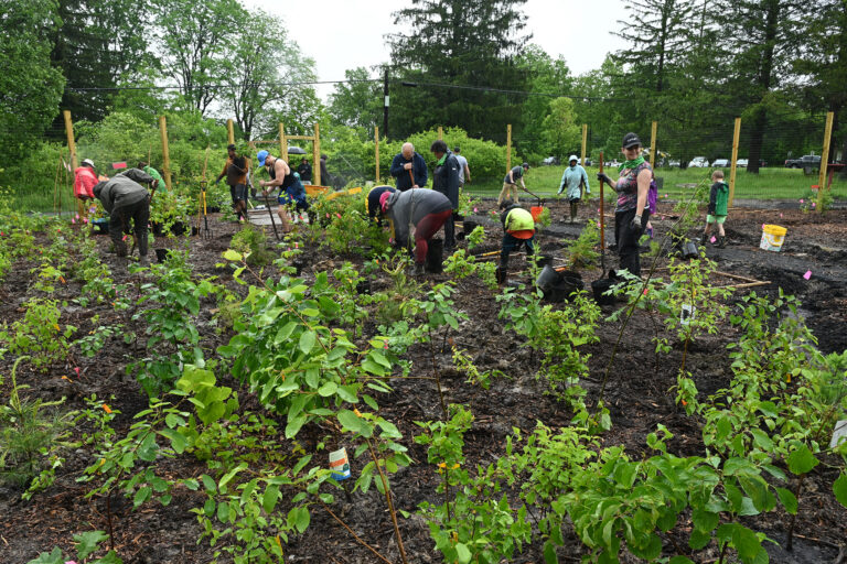 Popular Miyawaki reforestation method lacks evidence, study finds